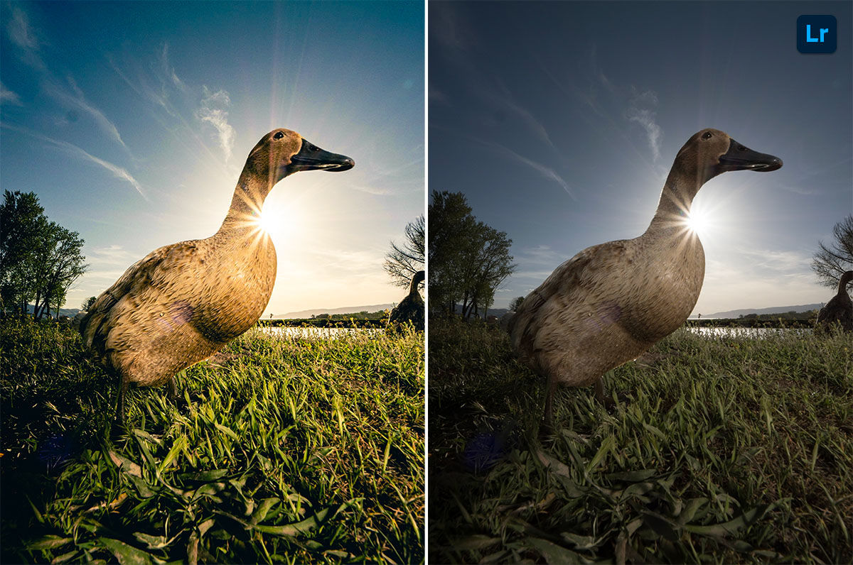 radiant duck | Remix | Photoshop Lightroom