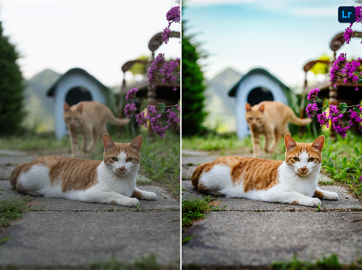 cat | Edit | Photoshop Lightroom