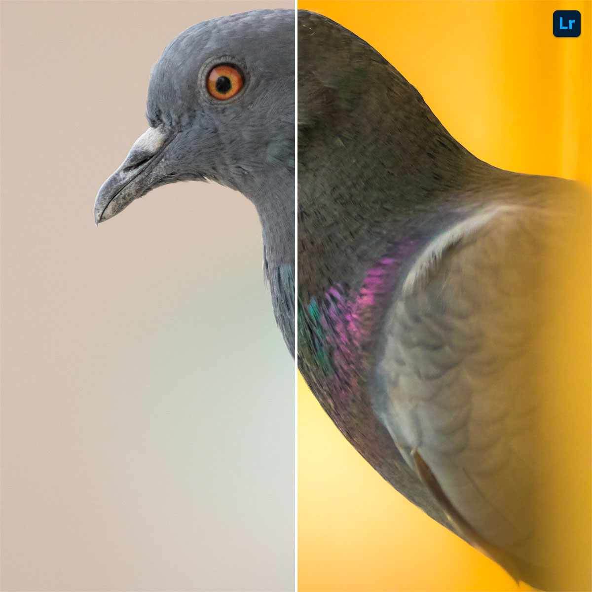 Pigeon | Edit | Photoshop Lightroom