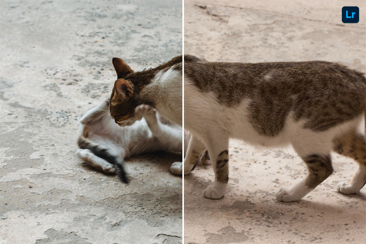 Mother and Kitten | Edit | Photoshop Lightroom