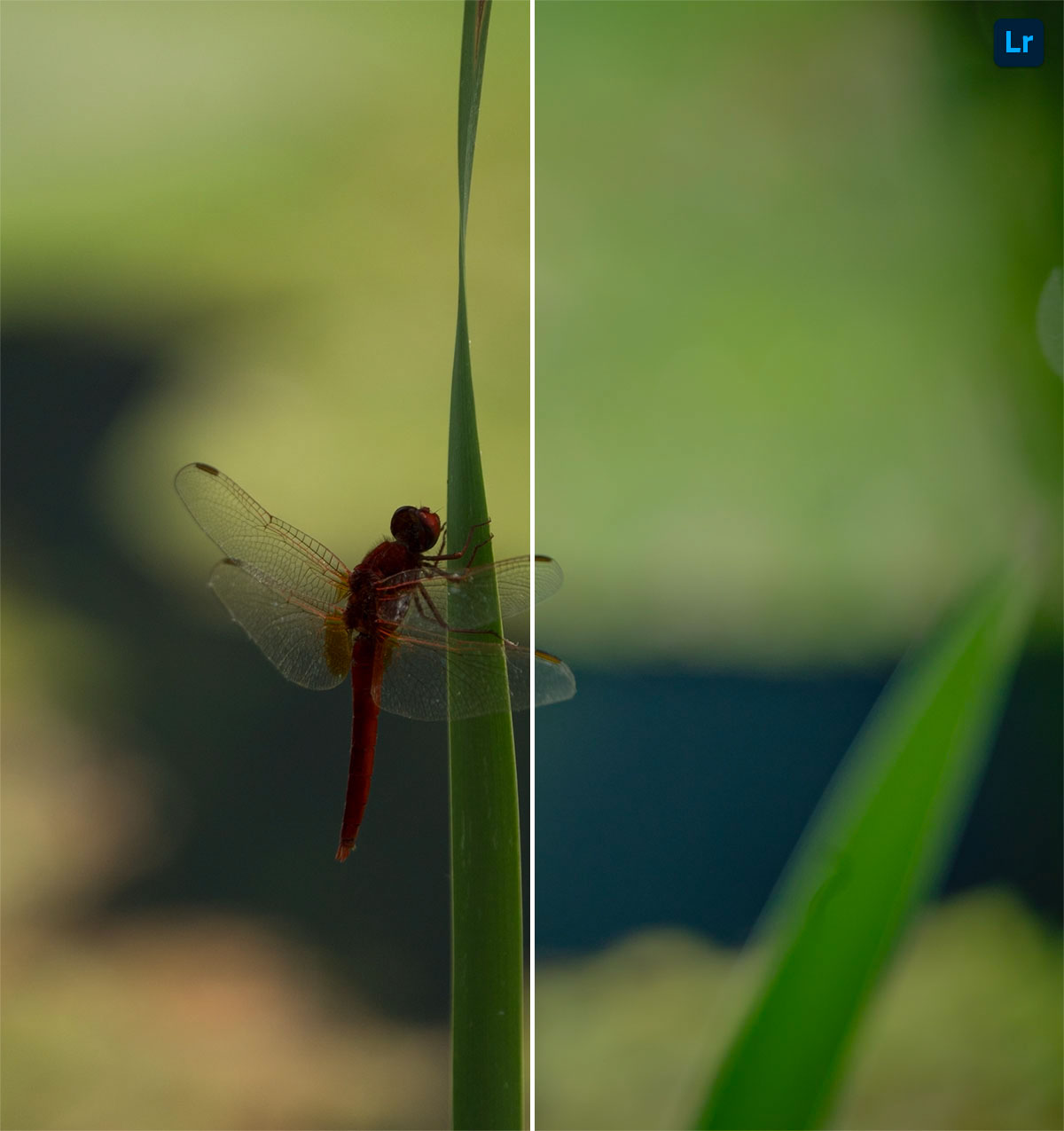 red dragonfly | Remix | Photoshop Lightroom