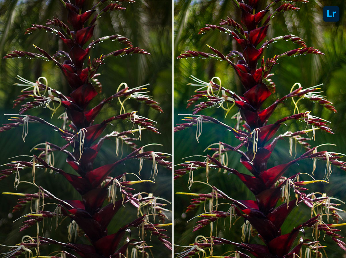 Interesting plant 🌱 | Edit | Photoshop Lightroom