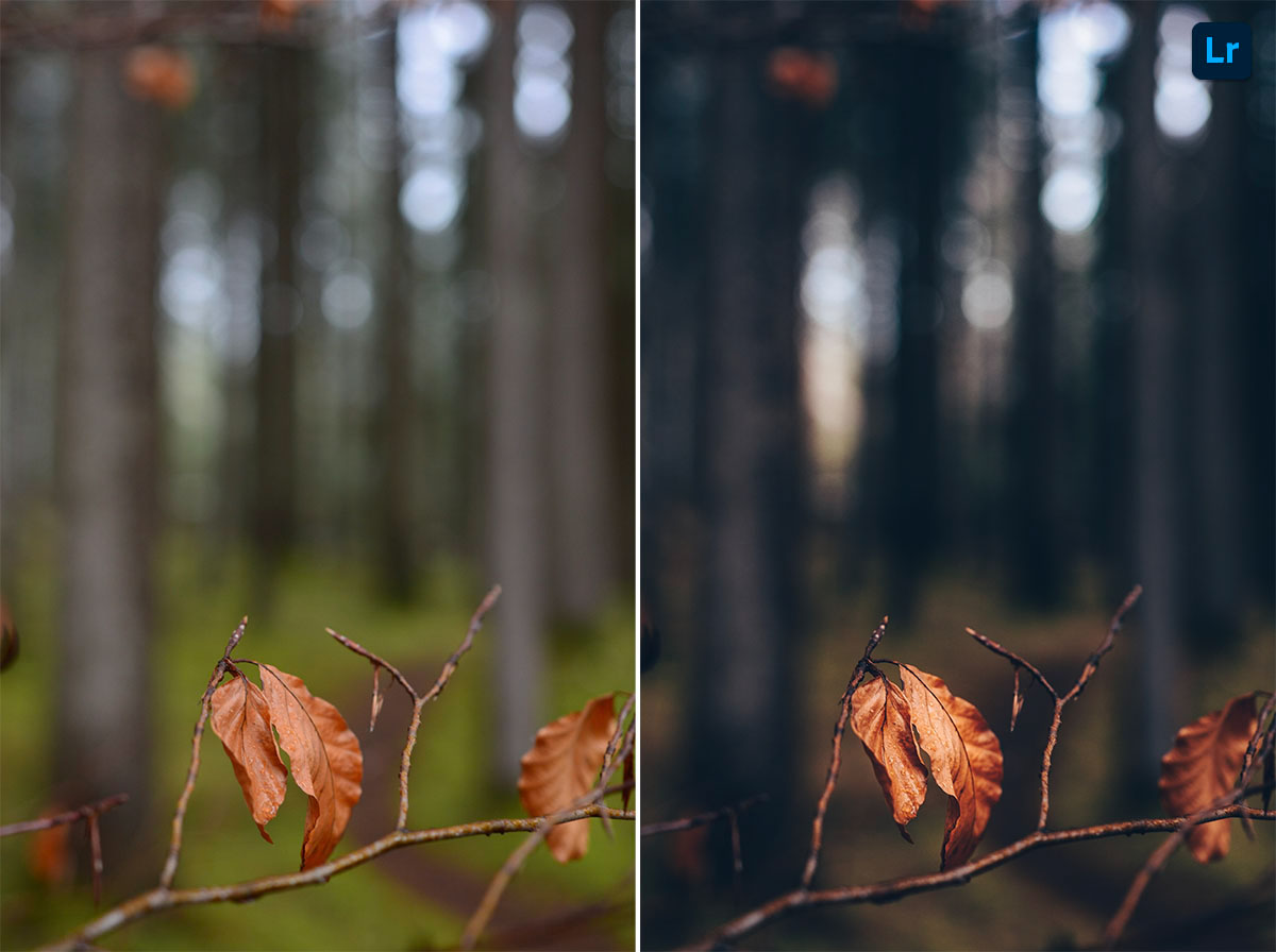 Leaves | Edit | Photoshop Lightroom