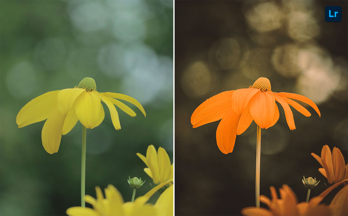 Macro | Edit | Photoshop Lightroom