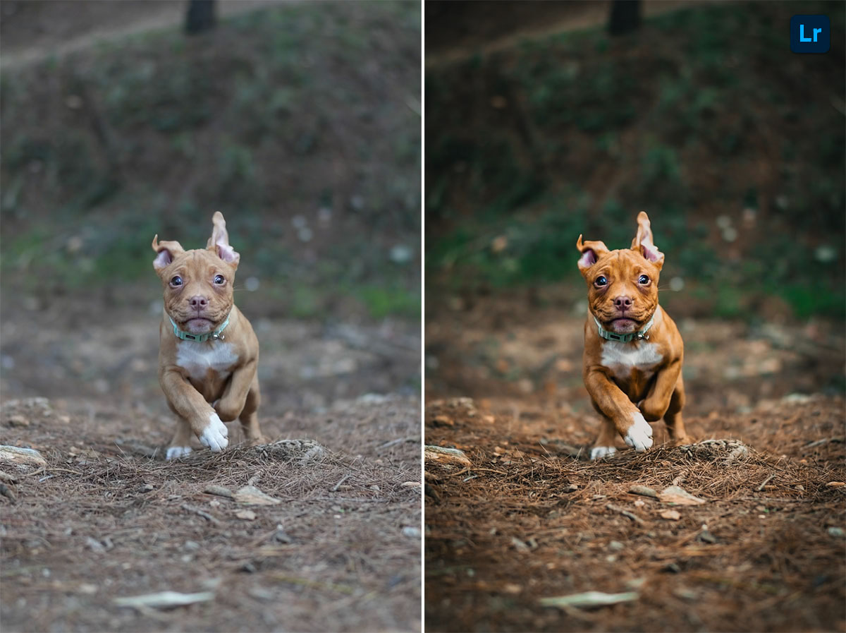 puppy | Edit | Photoshop Lightroom