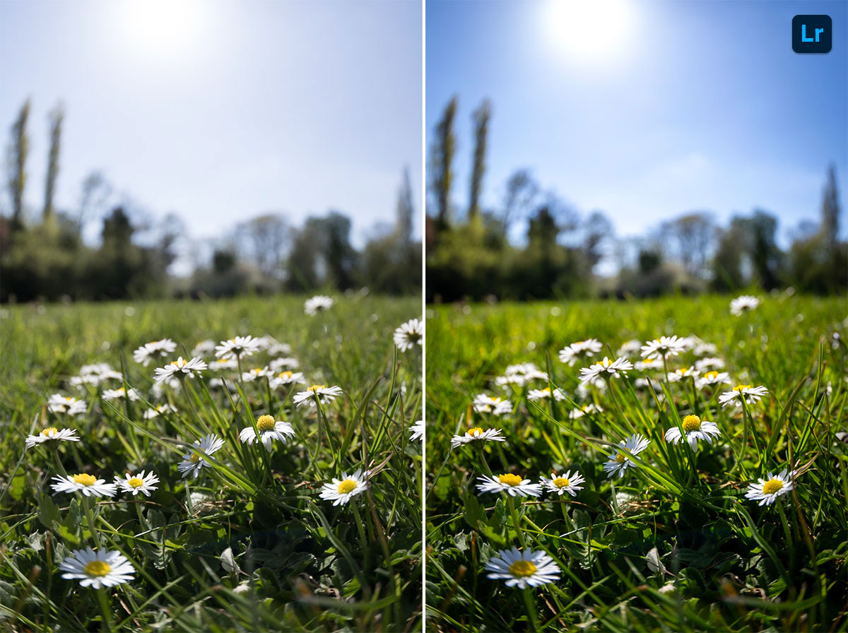 Daisy in the sun | Edit | Photoshop Lightroom