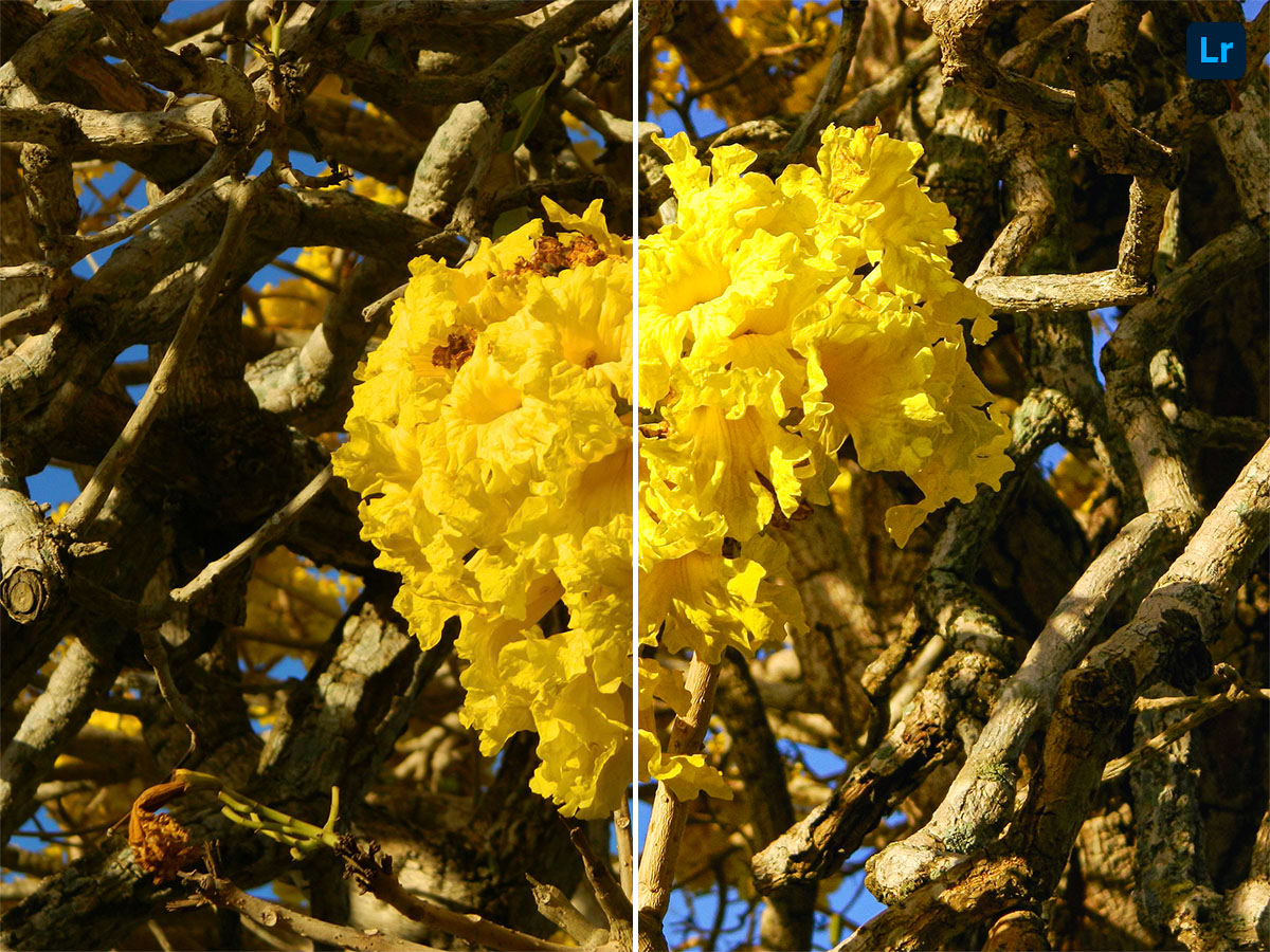 Silver Trumpet Tree | Edit | Photoshop Lightroom