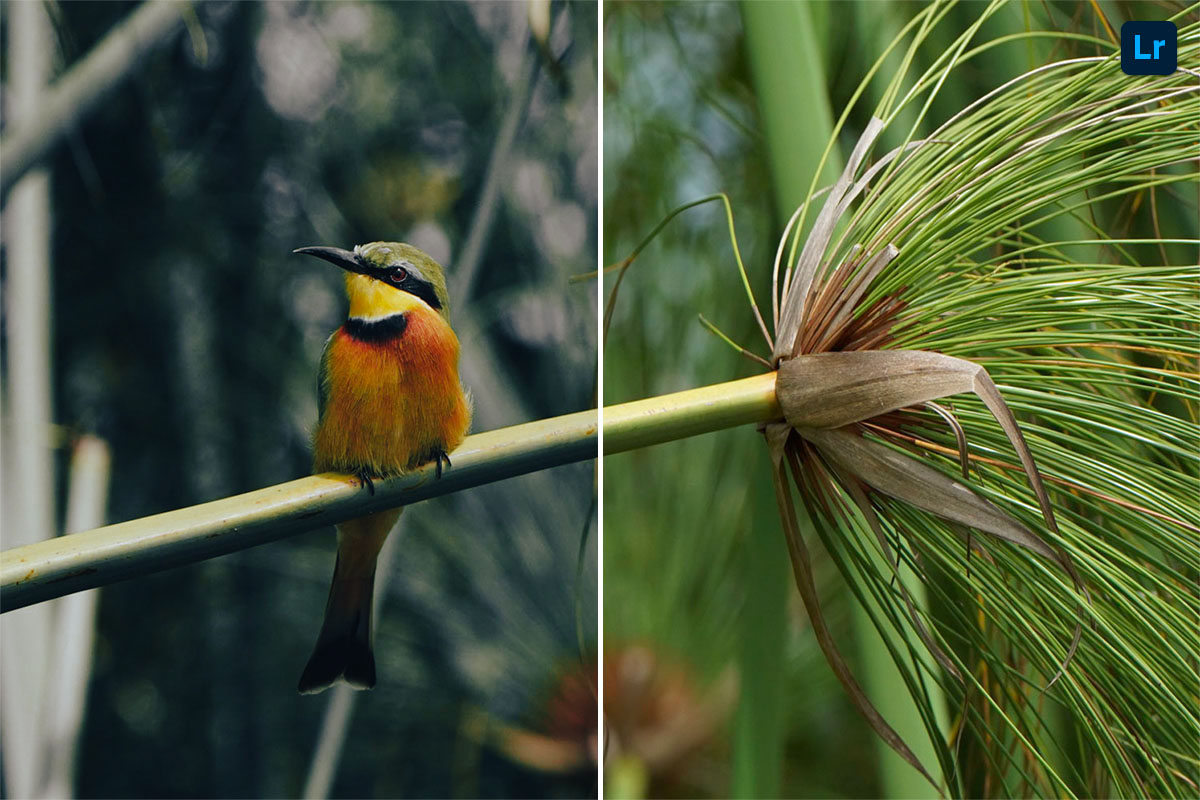 Botswana Bee Eater | Remix | Photoshop Lightroom
