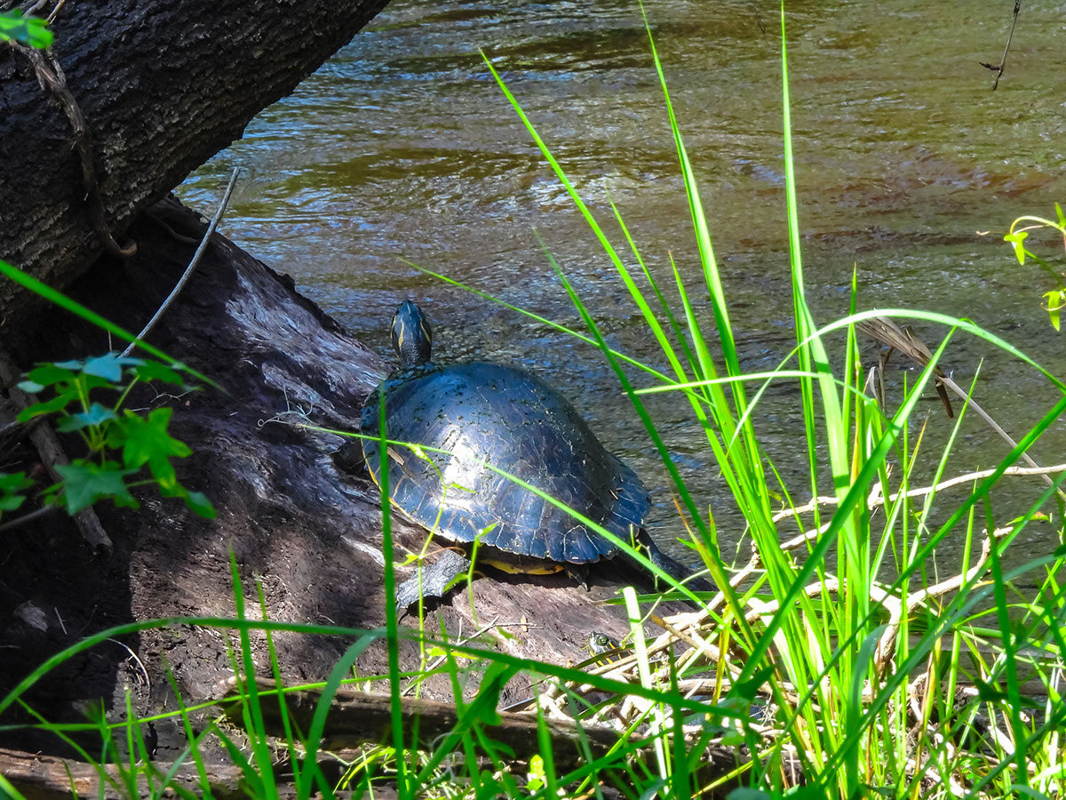 Turtle on Behance :: Behance