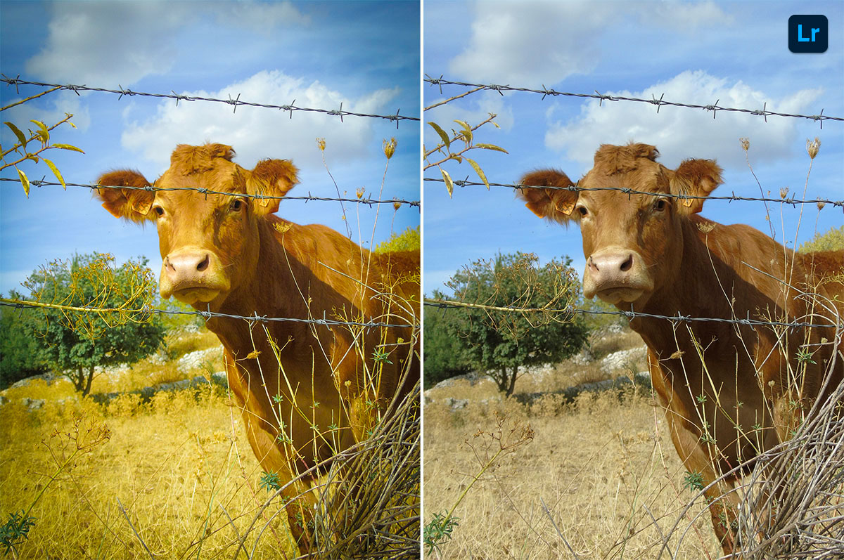 Cow | Remix | Photoshop Lightroom