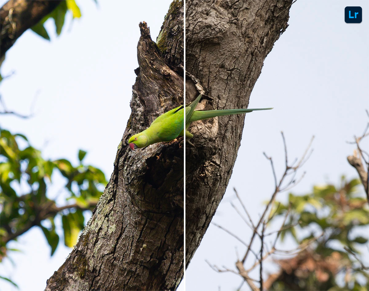 Parrot 🦜, on a giant 🥭 mango tree | Edit | Photoshop Lightroom