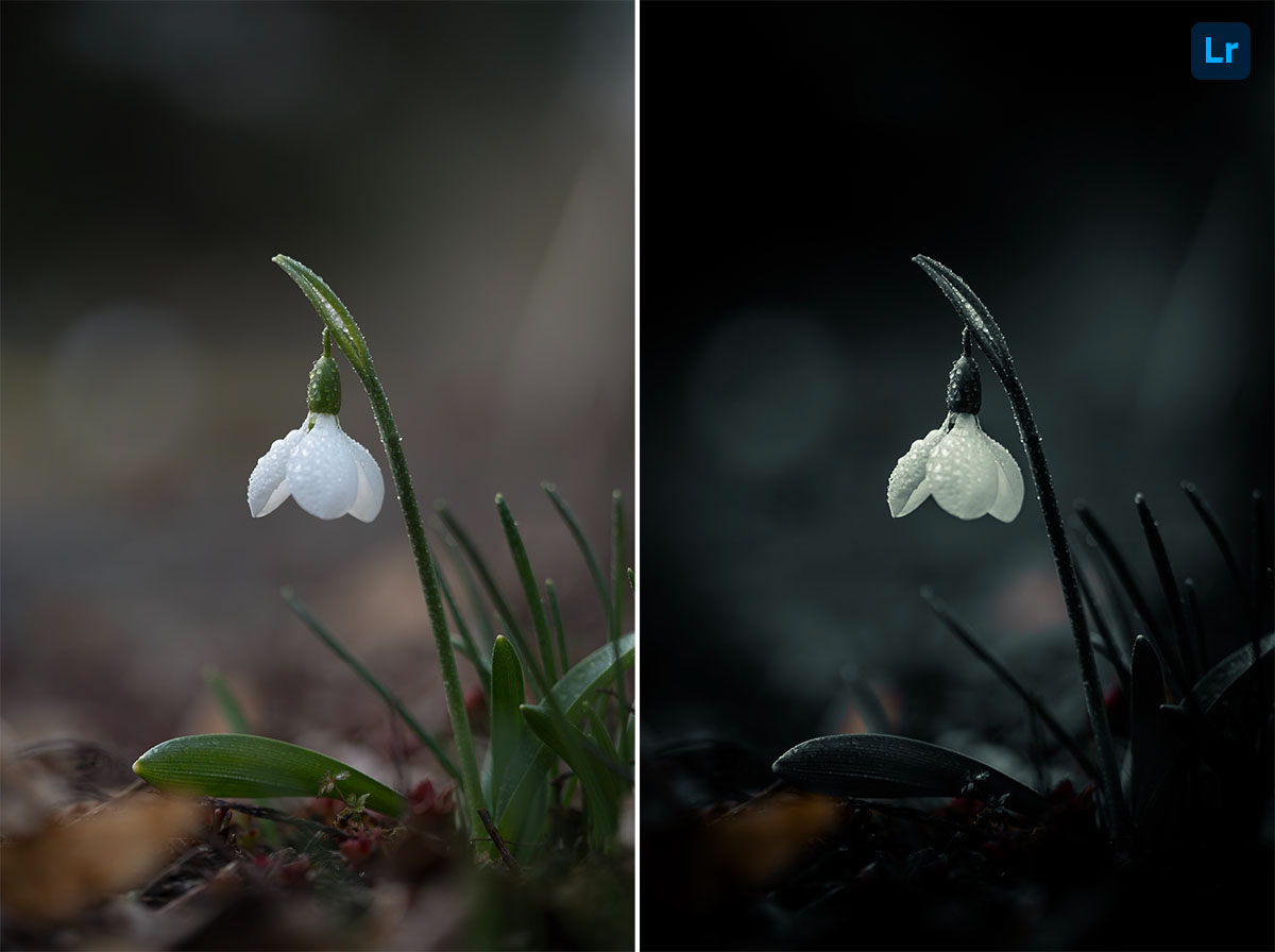 Moody Spring | Remix | Photoshop Lightroom