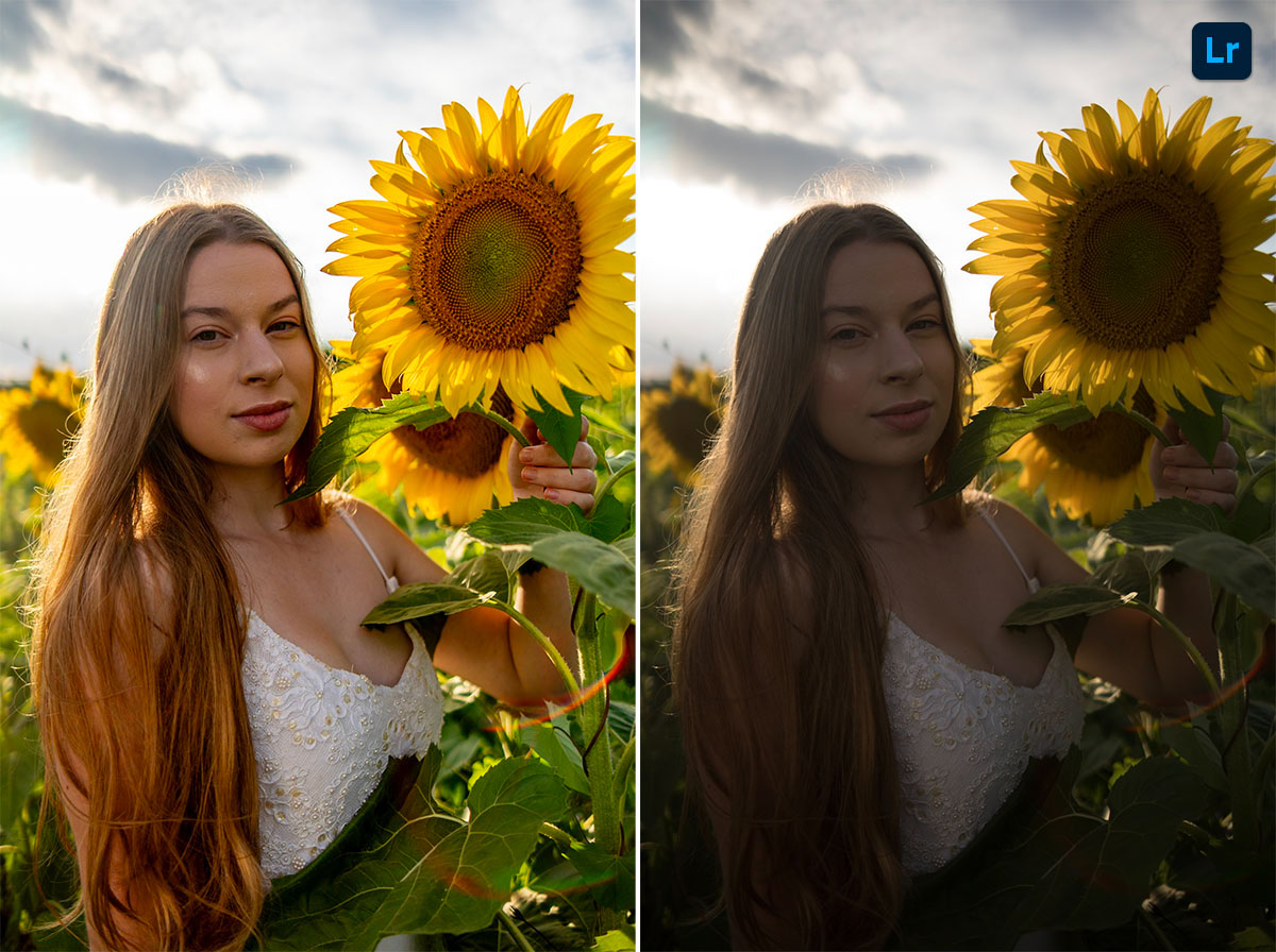 Sunflower | Edit | Photoshop Lightroom