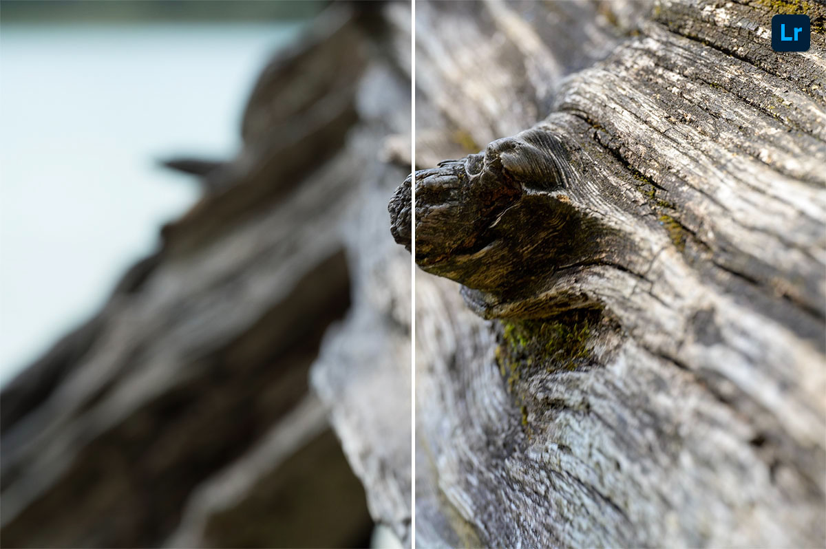 Turtle from Wood | Edit | Photoshop Lightroom