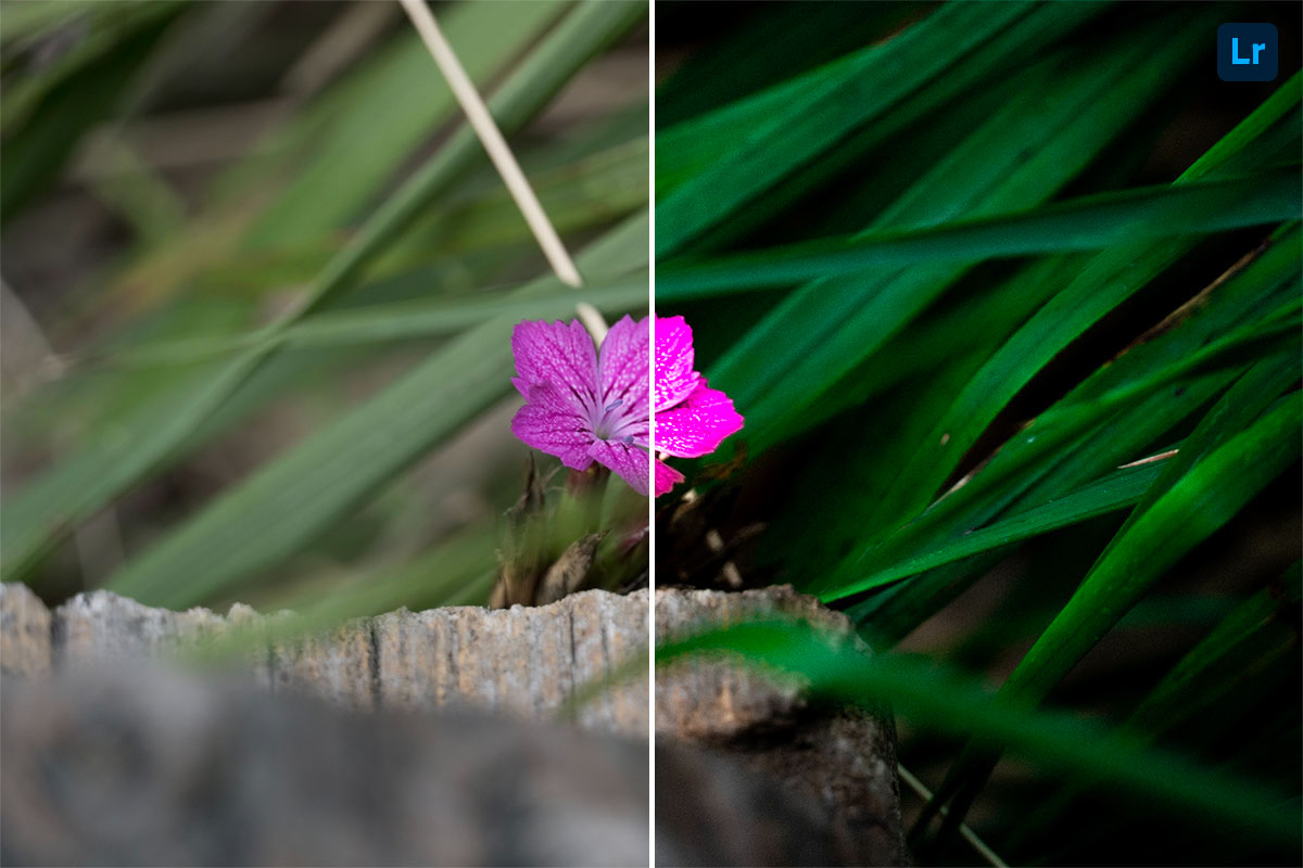 Macro Photo | Remix | Photoshop Lightroom