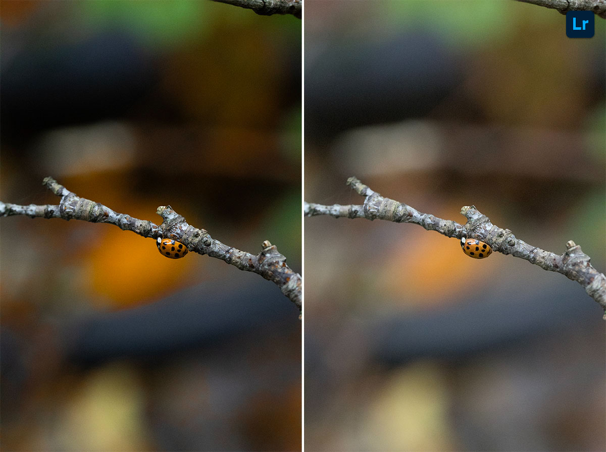 Autumn Season 2 🍂🐞 | Remix | Photoshop Lightroom