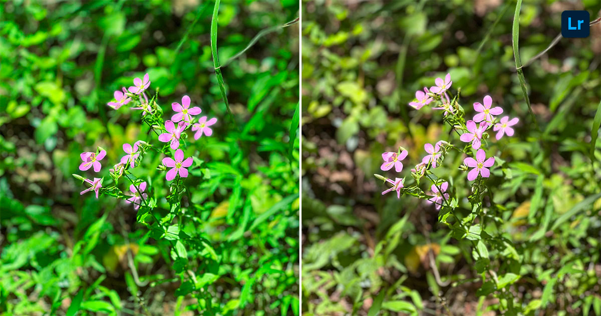 Backyard Discoveries | Edit | Photoshop Lightroom