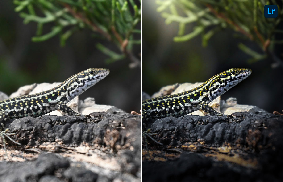 Hello Gecko | Edit | Photoshop Lightroom