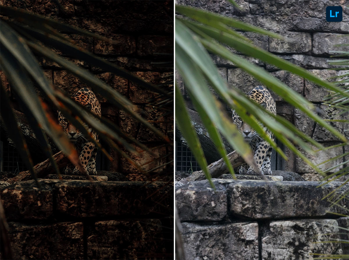 Jaguar | Edit | Photoshop Lightroom