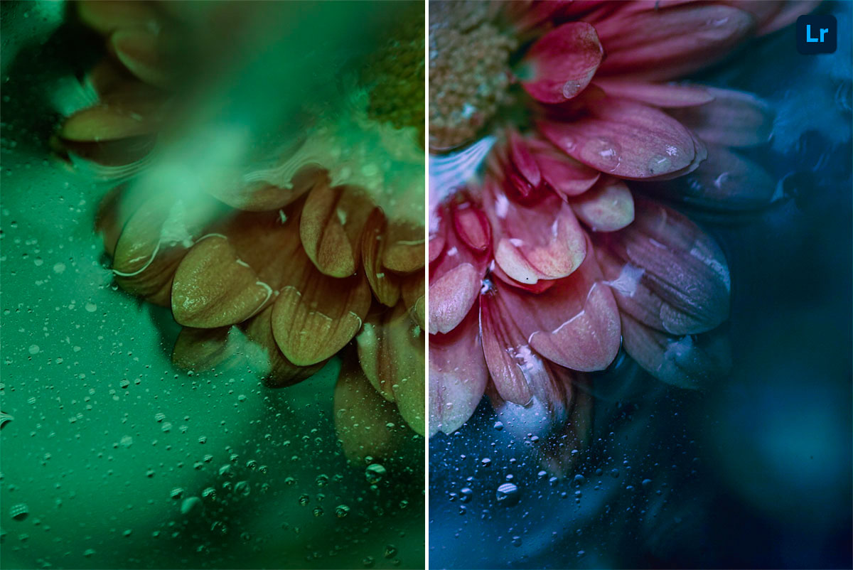 Bloom in the light | Edit | Photoshop Lightroom