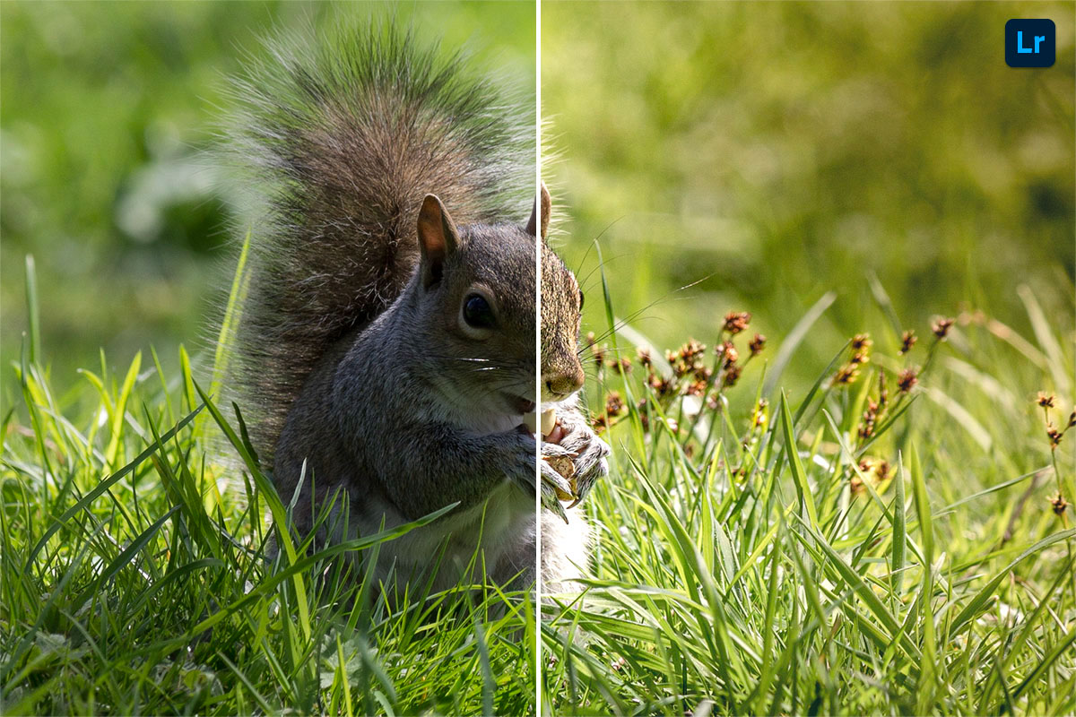 Squirrel | Edit | Photoshop Lightroom