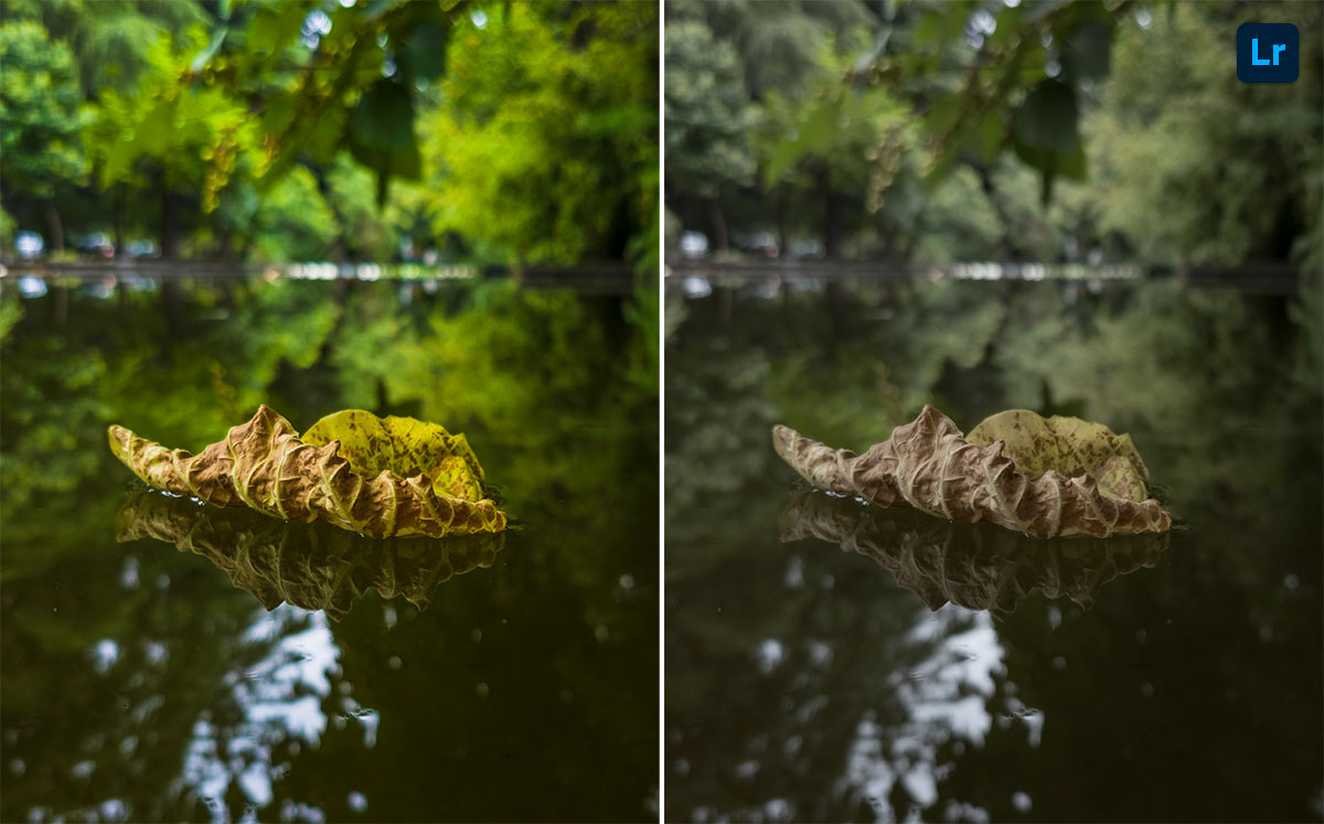 Leaf | Edit | Photoshop Lightroom