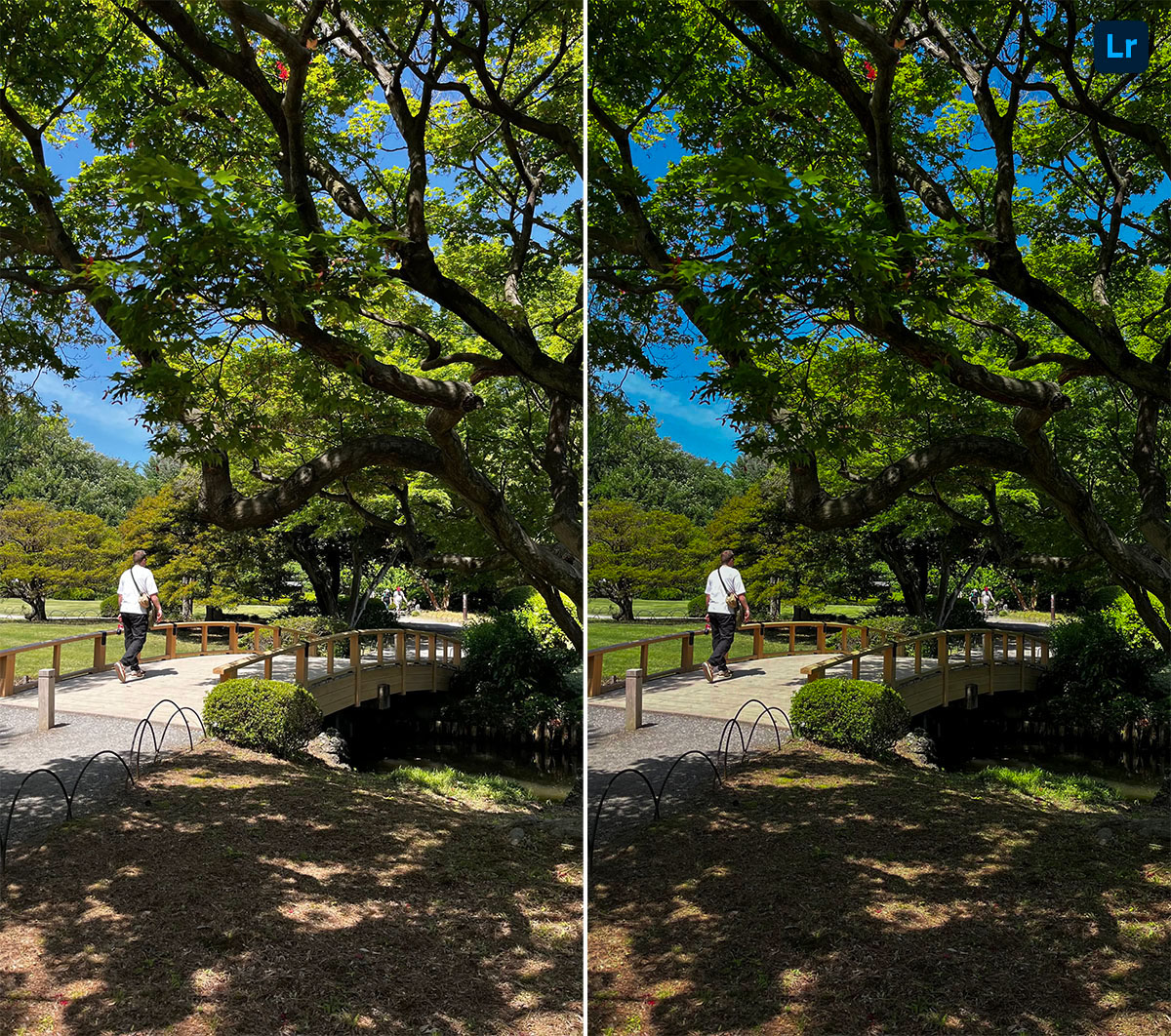 Robin tokyo | Remix | Photoshop Lightroom