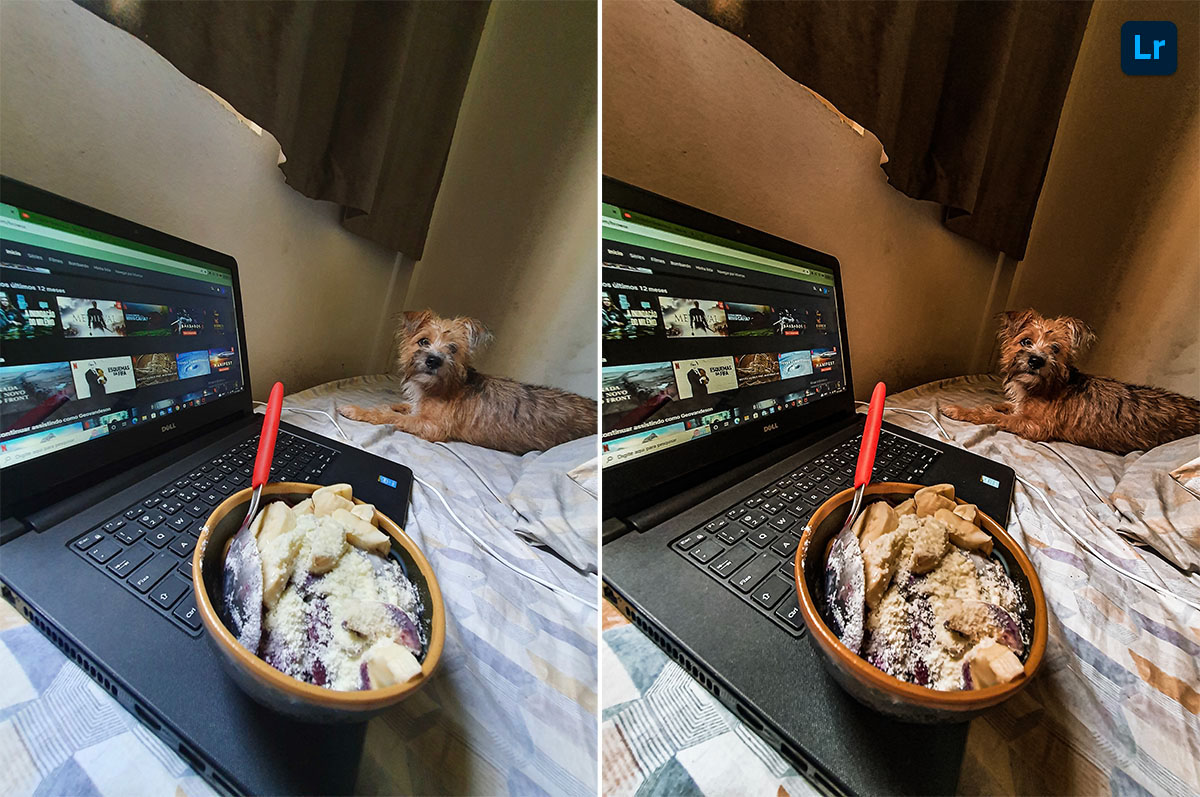 Dog | Remix | Photoshop Lightroom
