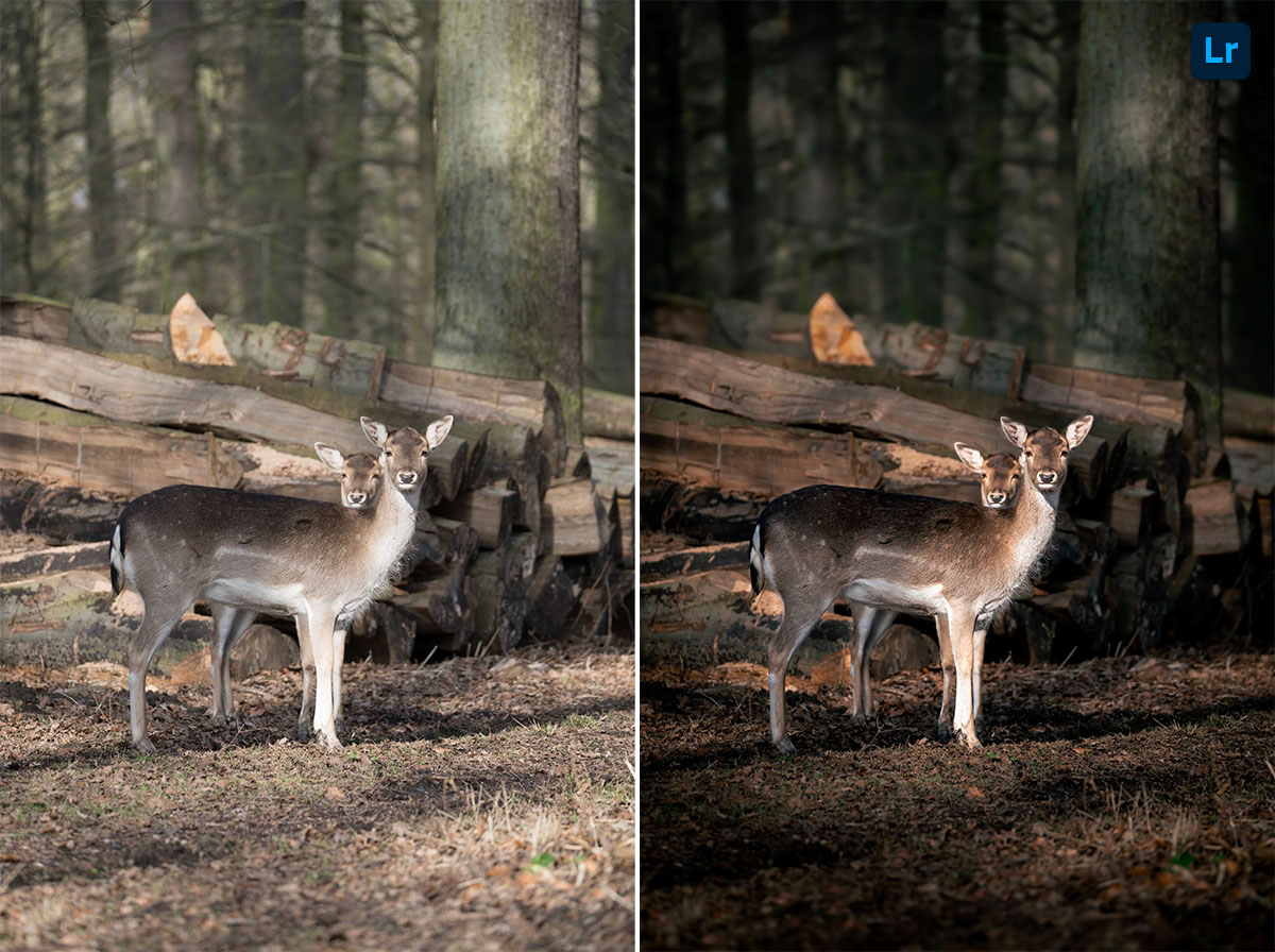 Pair of Deer | Remix | Photoshop Lightroom