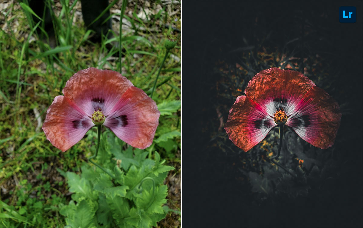 Poppy | Edit | Photoshop Lightroom