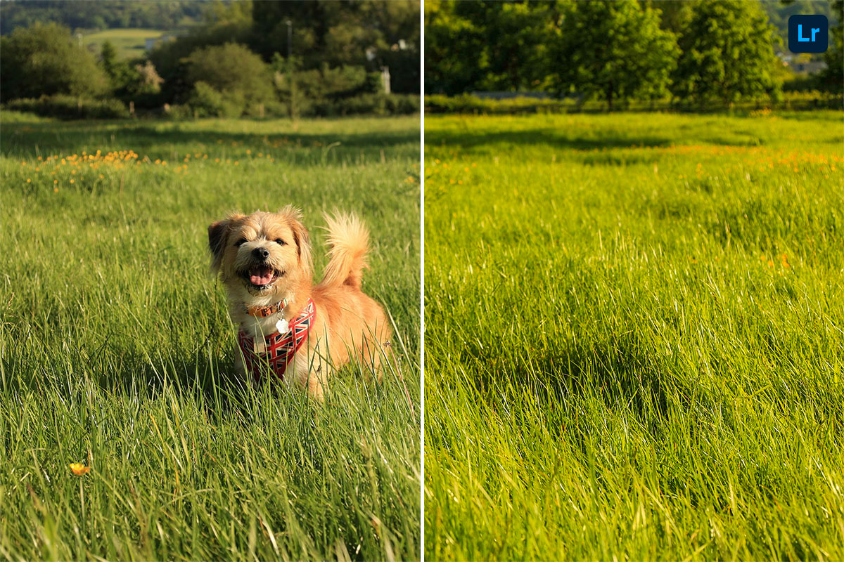 My dog | Edit | Photoshop Lightroom