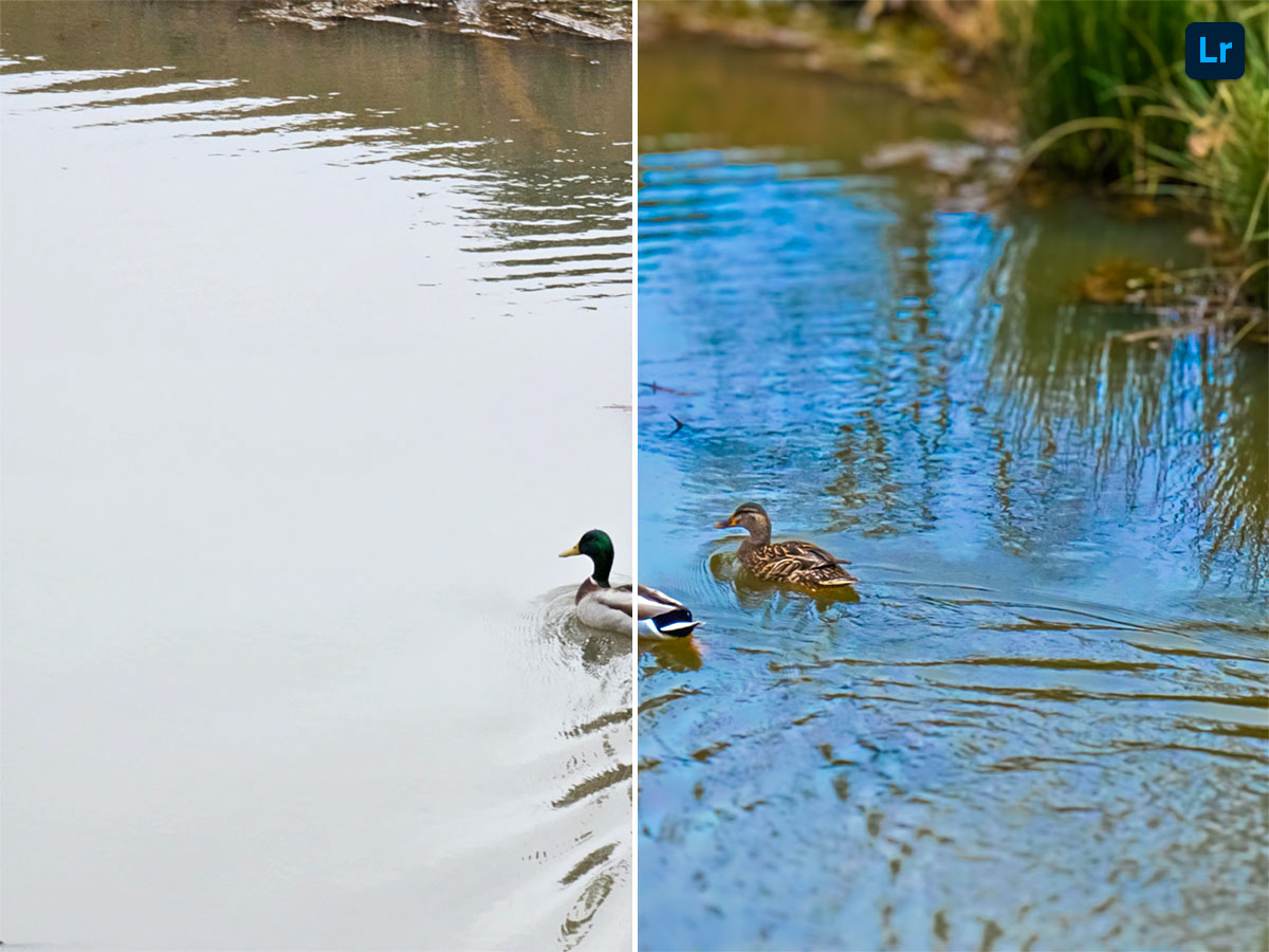 Ducks | Edit | Photoshop Lightroom