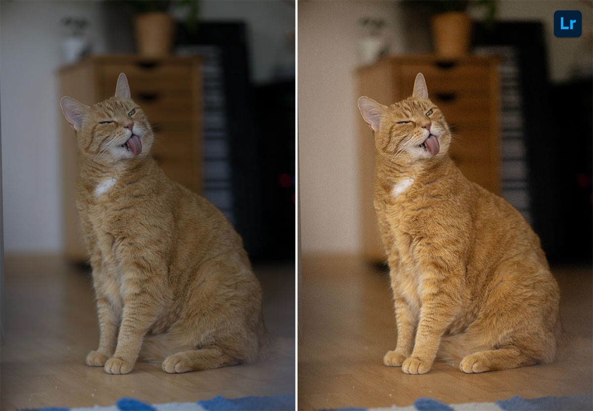Cat | Edit | Photoshop Lightroom