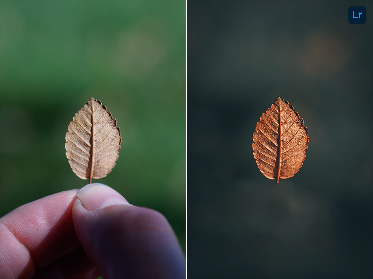 Autumn Leaf | Edit | Photoshop Lightroom