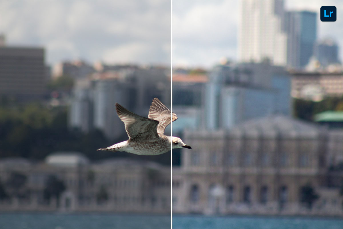 Bird | Remix | Photoshop Lightroom