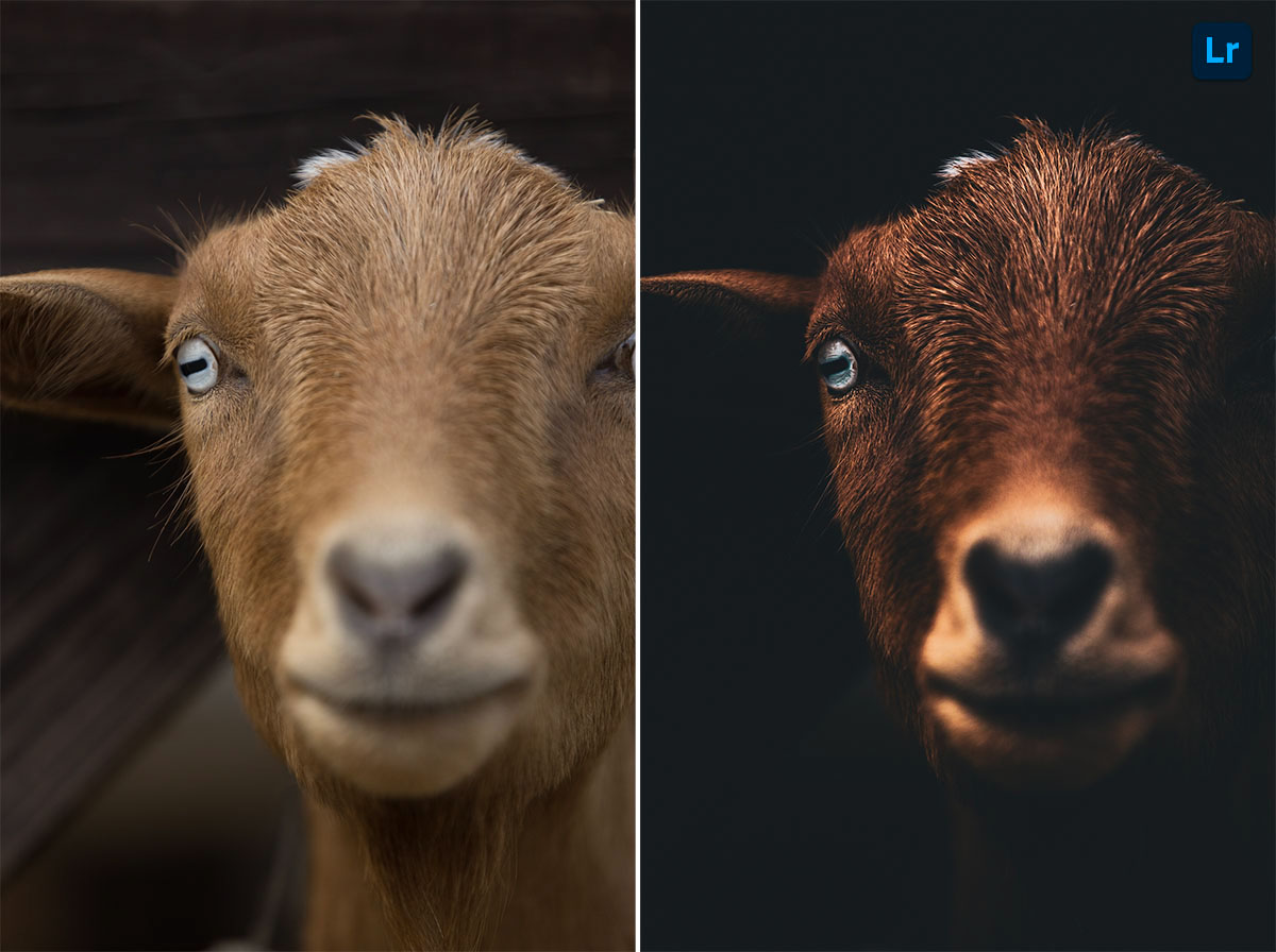 goat | Remix | Photoshop Lightroom