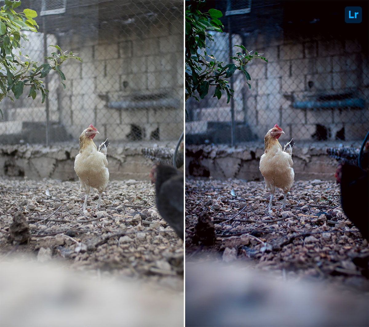 Chicken | Remix | Photoshop Lightroom