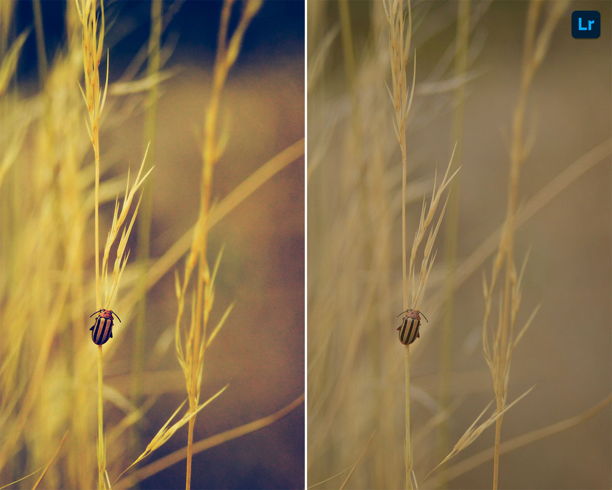 My Little Buddy | Edit | Photoshop Lightroom