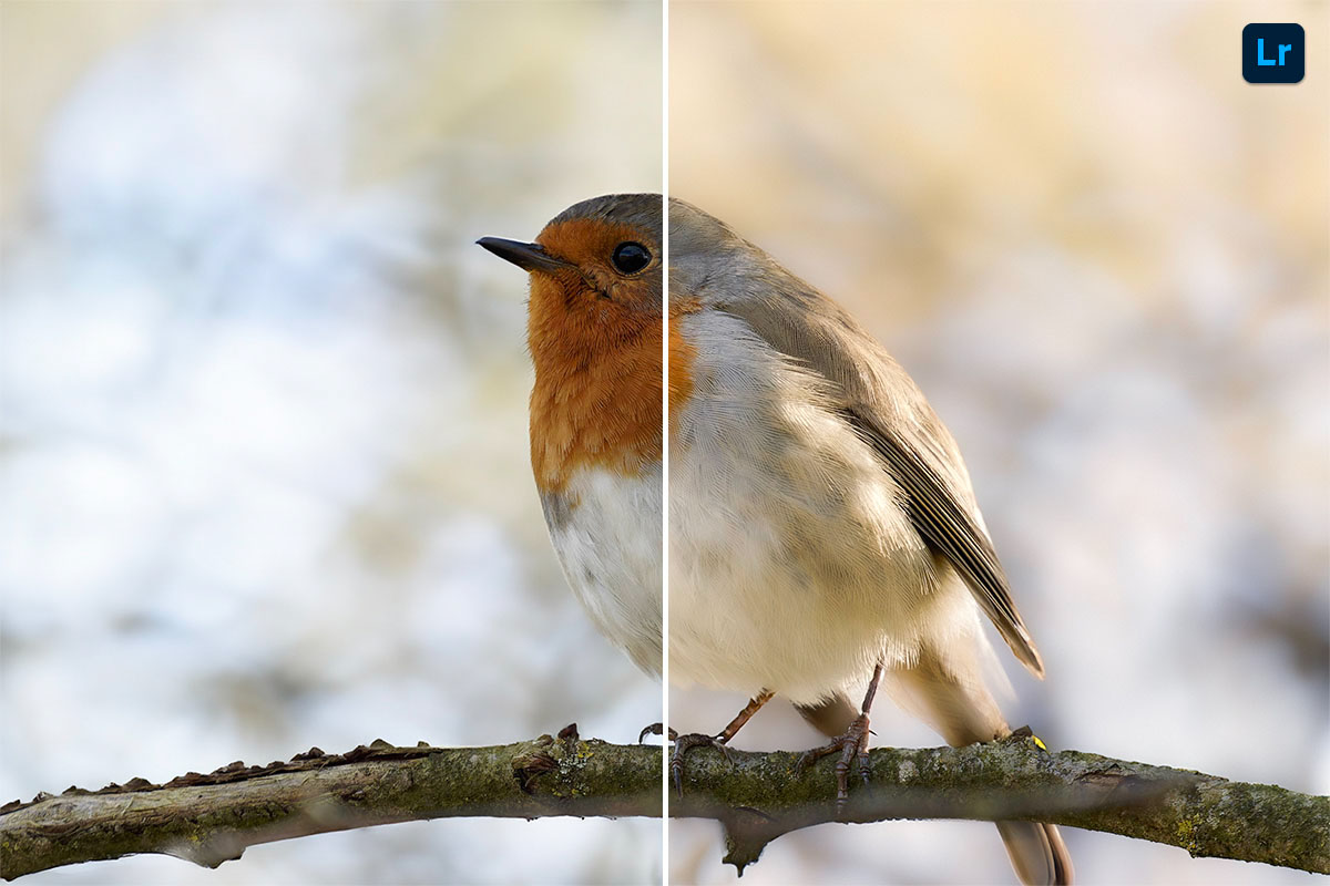 Bird | Edit | Photoshop Lightroom