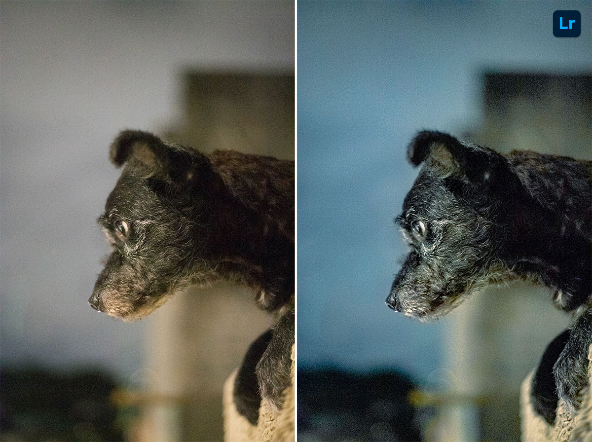 My Dog | Edit | Photoshop Lightroom