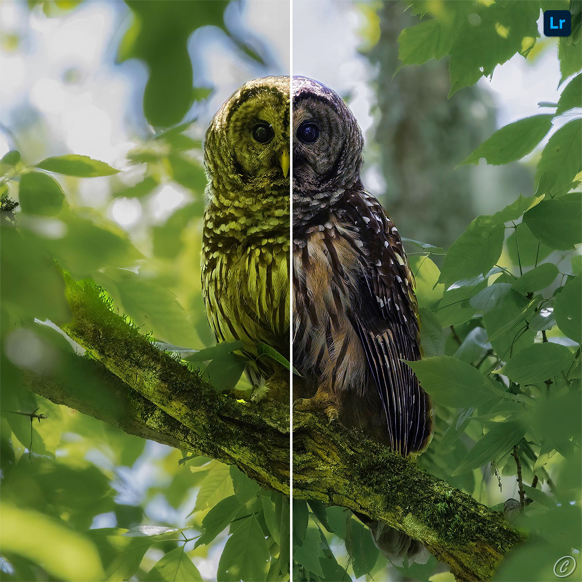 Reddit Owl Editing Example | Edit | Photoshop Lightroom
