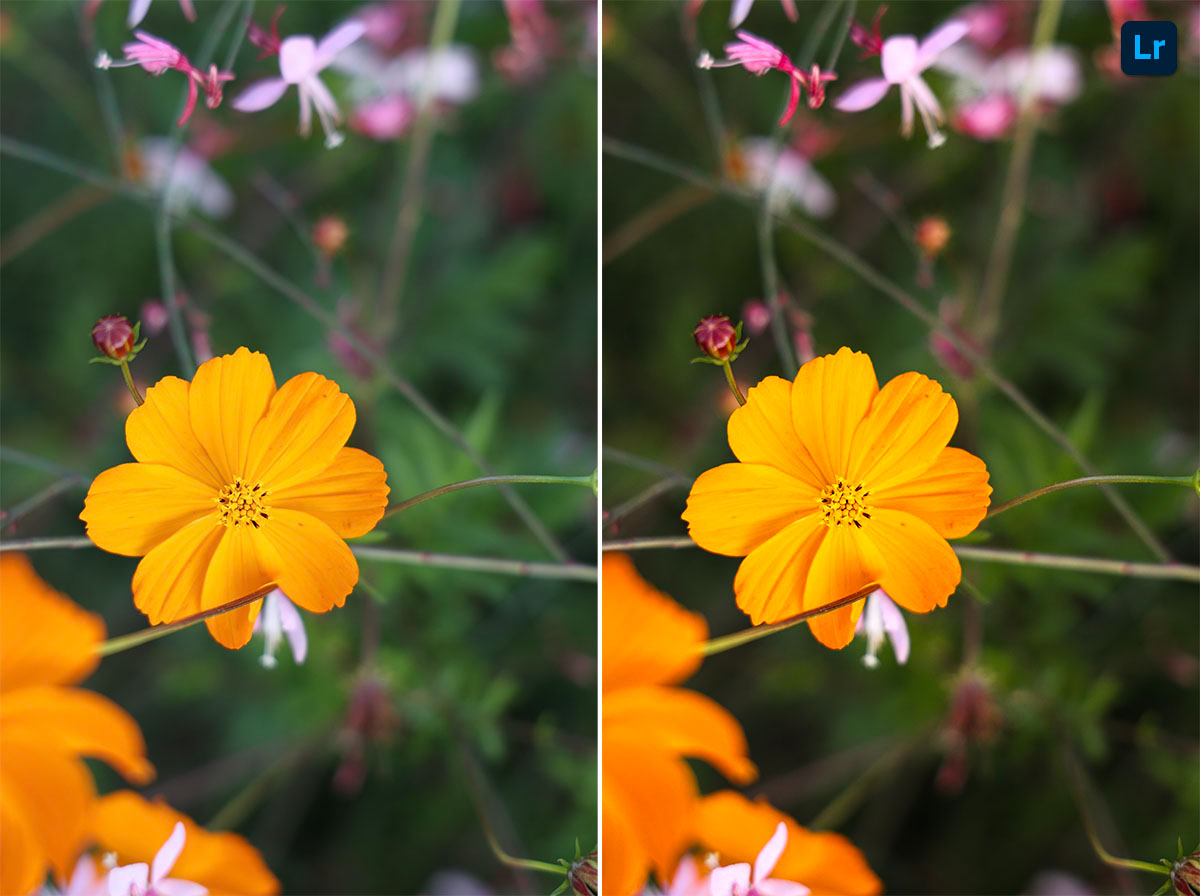 Enhance colors | Edit | Photoshop Lightroom