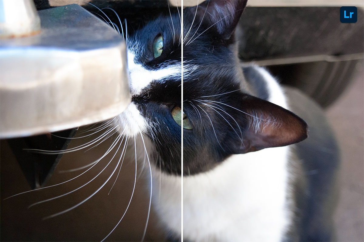 Bruce/cat | Edit | Photoshop Lightroom