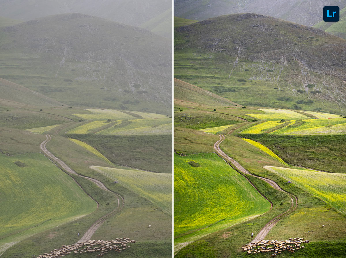 Flock Among the Fields | Edit | Photoshop Lightroom