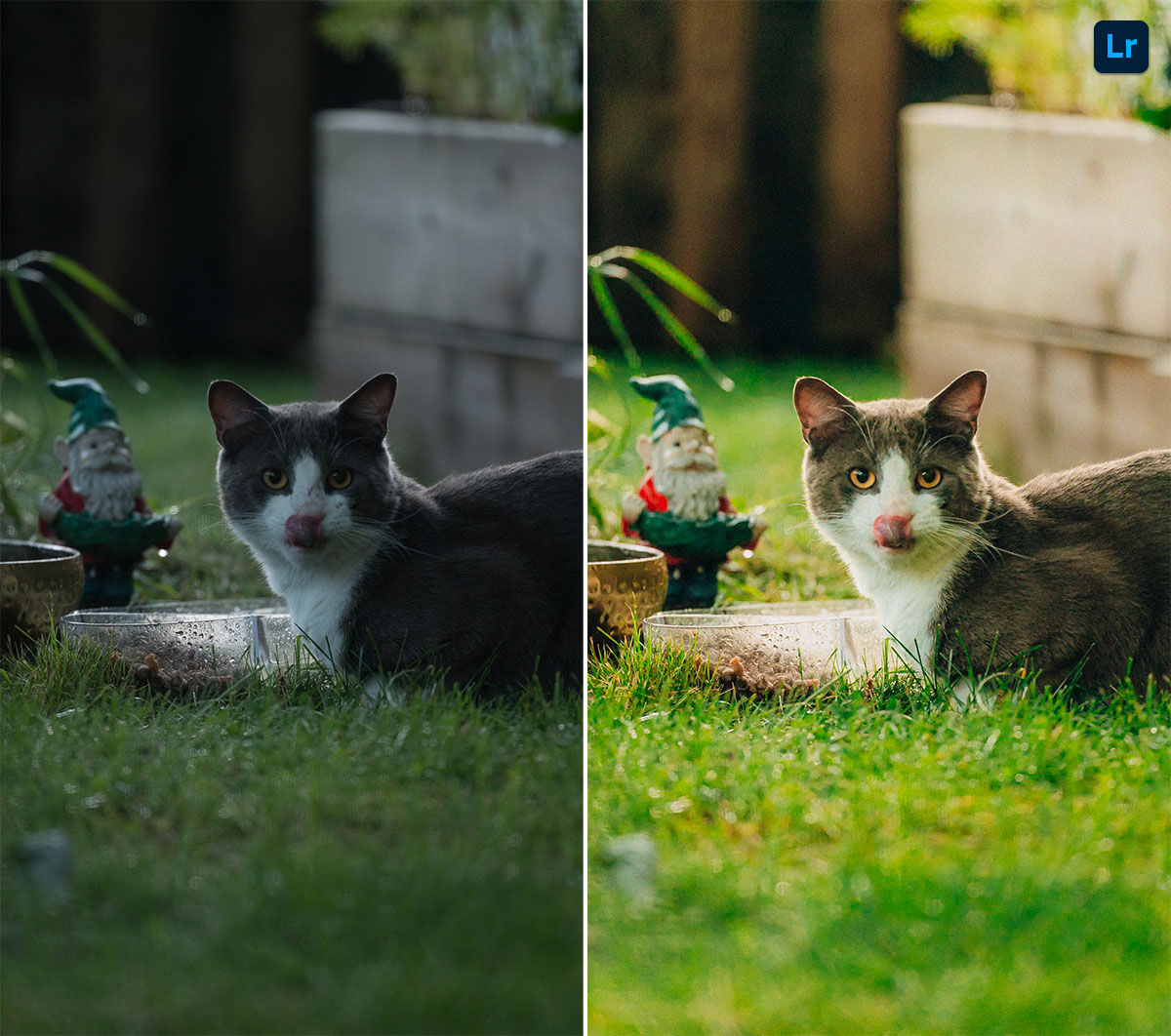 The cat | Edit | Photoshop Lightroom