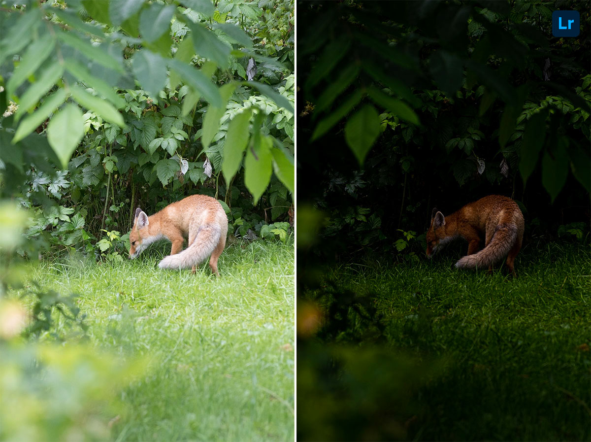 Fox pt.2 | Remix | Photoshop Lightroom