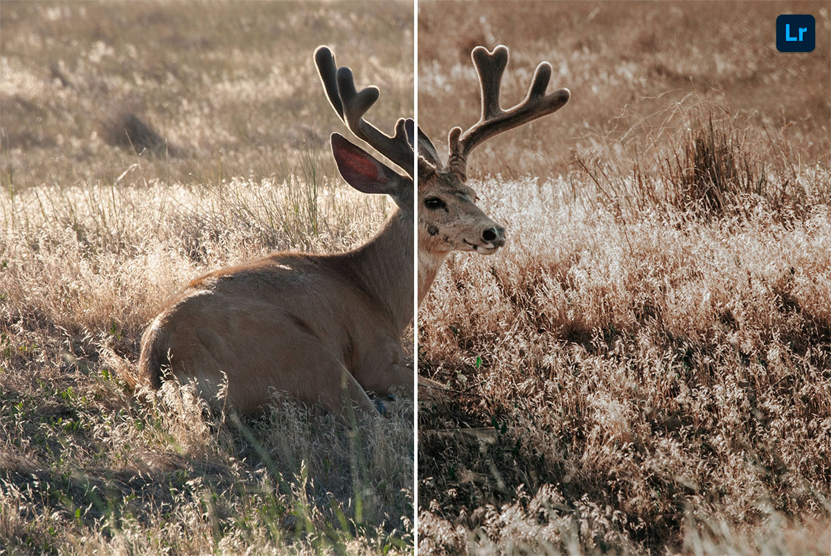 Chill... Deer! | Remix | Photoshop Lightroom