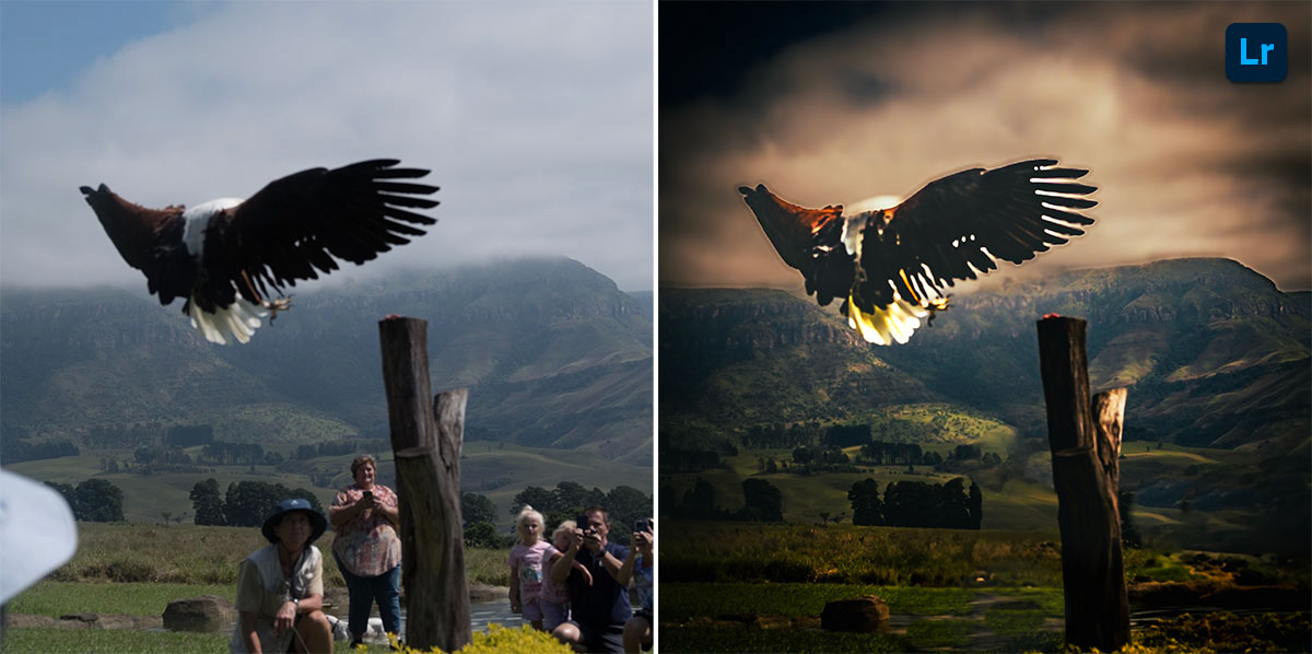 Hawk | Edit | Photoshop Lightroom