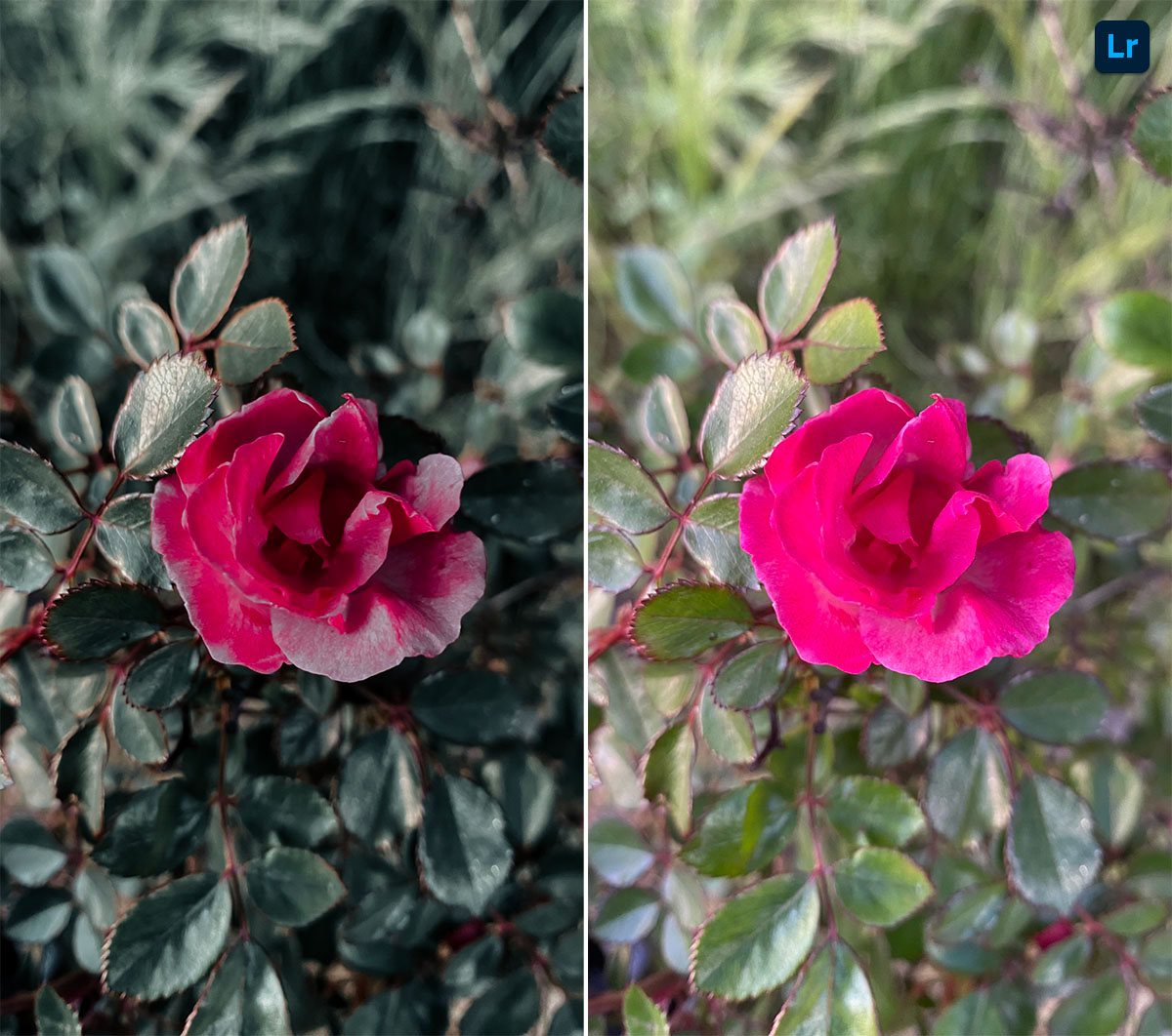 Flor | Edit | Photoshop Lightroom