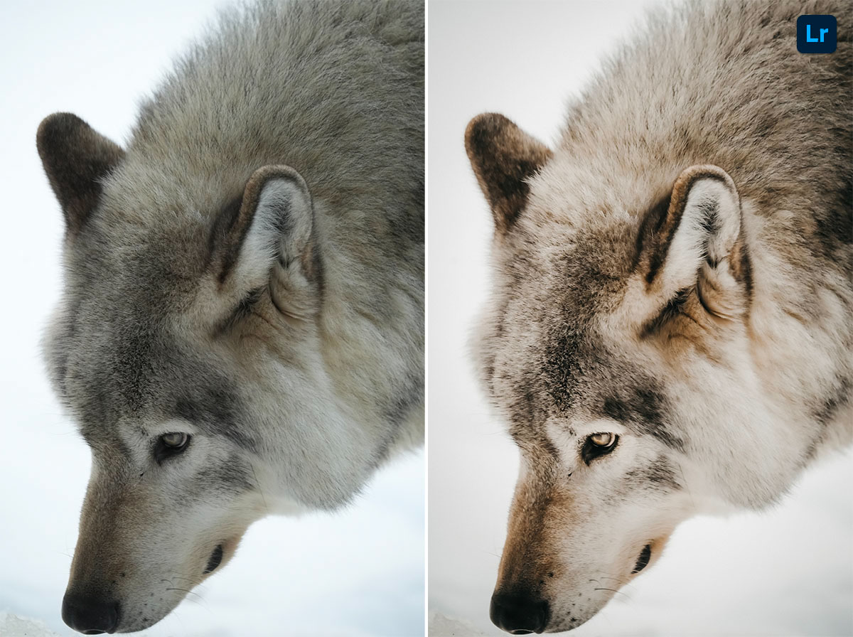 Wolf | Edit | Photoshop Lightroom
